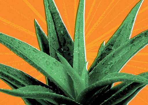 Embracing the Beauty of Nature: 50 Greenery Quotes to Inspire You