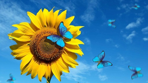 200 Sunflower Quotes to Brighten Your Day
