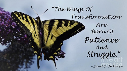 250+ Butterfly Quotes: Embracing Transformation and Beauty