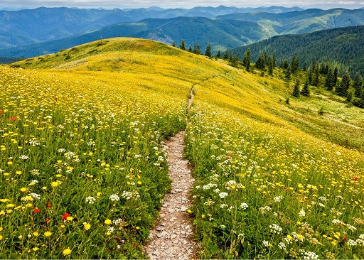 220+ Inspiring Wildflower Quotes to Celebrate Nature's Delights