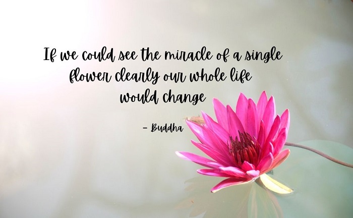 Blossoming Beauty: Captivating Quotes to Celebrate Flowers